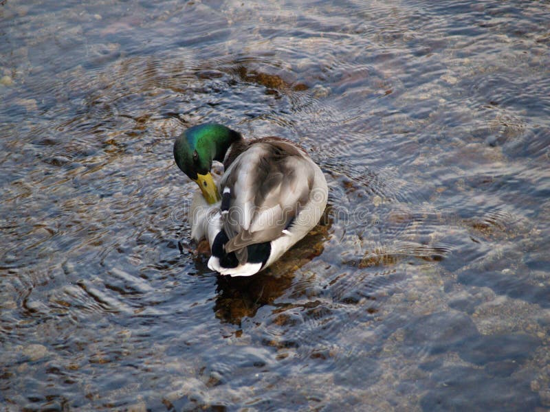 Duck Swimming Picture. Image: 604666