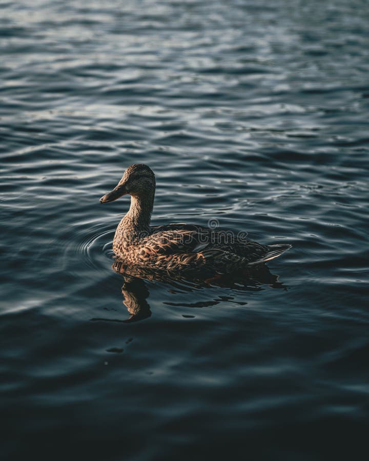 Duck Swimming Alone in the River Stock Photo - Image of water, aqua ...