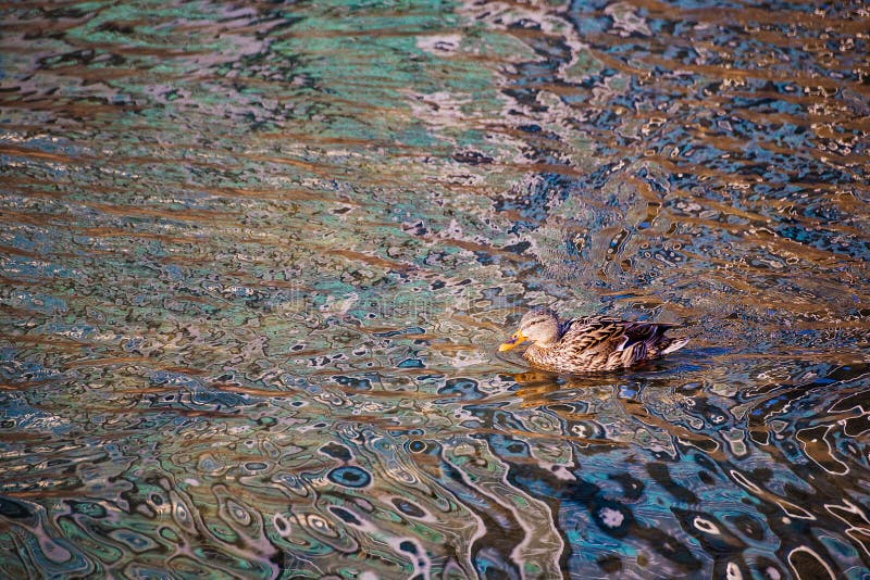 Duck Swimming Along a Stream Stock Image - Image of animal, water: 69267119