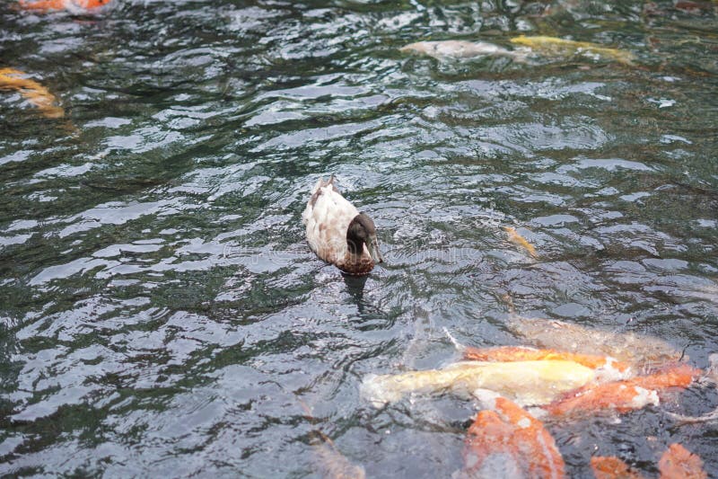 Duck Swimming Around Koi Fish in a Pond Stock Image - Image of swim ...