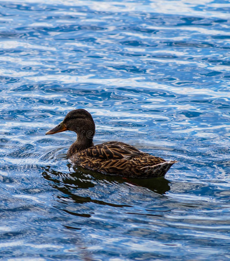 A Duck Swimming in a Body of Water Stock Photo - Image of duck, beak ...