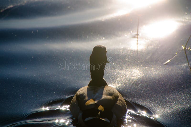 Duck Swimming from the Camera. View on the Ducks Back in Sunny Evening ...
