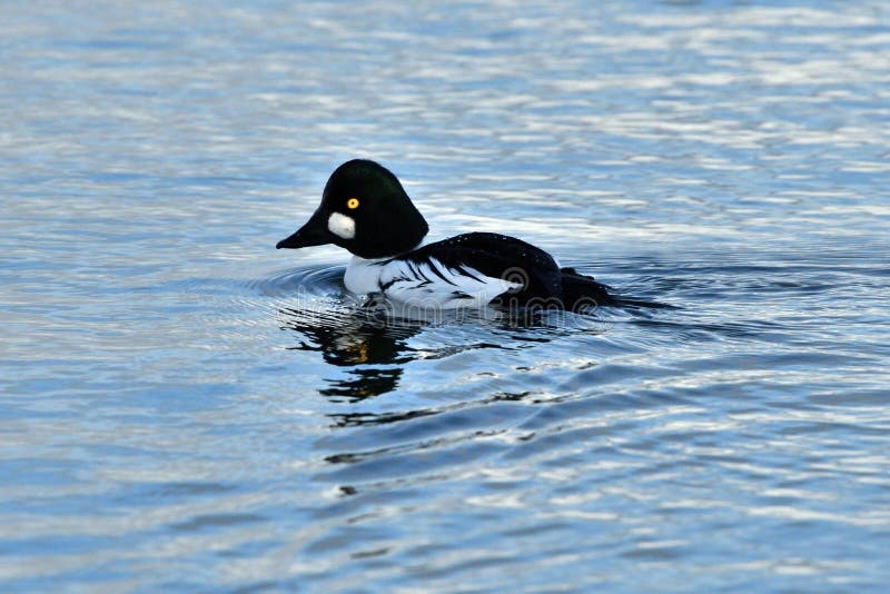 Decorative Duck in the Water Stock Image - Image of swimming, inches ...