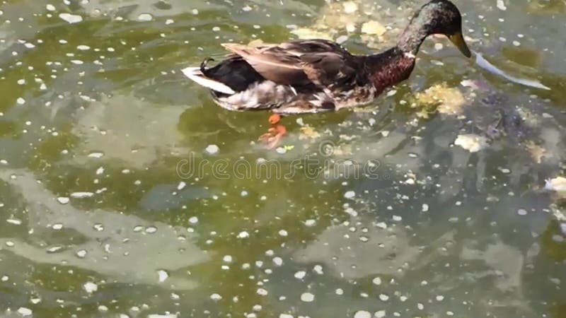 Duck Swimming Inside the Water Stock Video - Video of duck, fresh ...