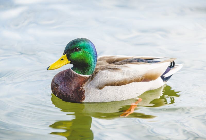 535 Duck Smiles Stock Photos - Free & Royalty-Free Stock Photos from ...