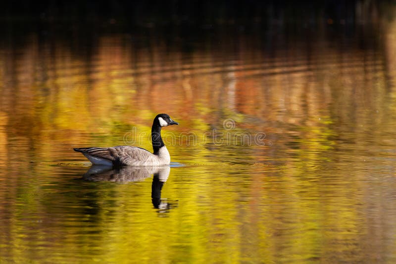 A Duck is Swimming in a Lake with a Reflection of the Trees in the ...