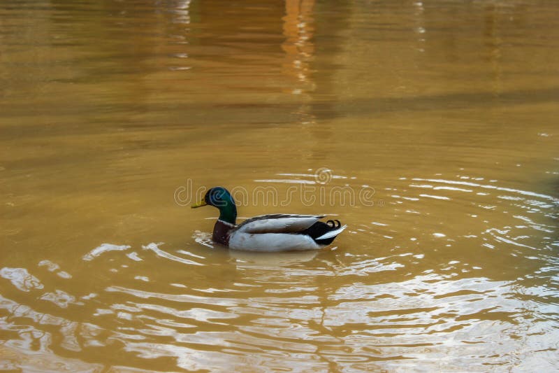 A Duck Swimming in Muddy Water Stock Image - Image of waterfowl, muddy ...