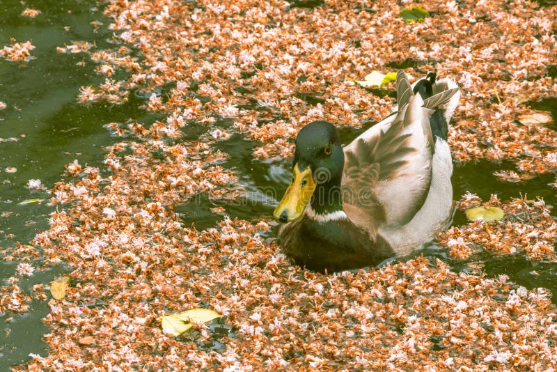 Duck in Pond with Leaves. Edam Netherlands Stock Image - Image of ...