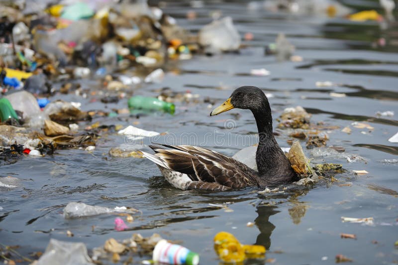 Duck Swimming in a Plastic Infested Waters, Severe Environmental ...