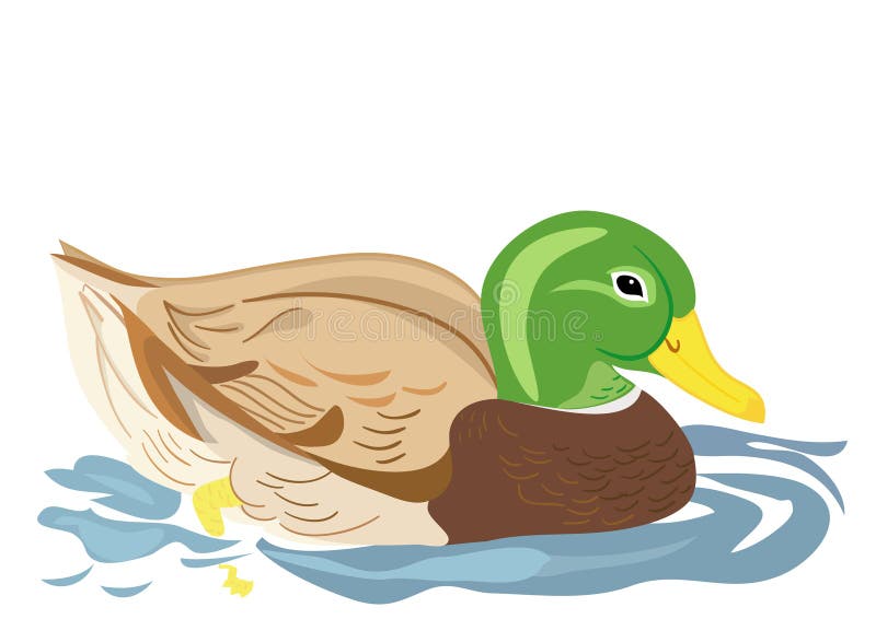 Duck swimming in pond stock vector. Illustration of pond - 13635742