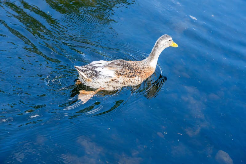 Duck swimming on pond stock image. Image of water, cardiff - 353833917