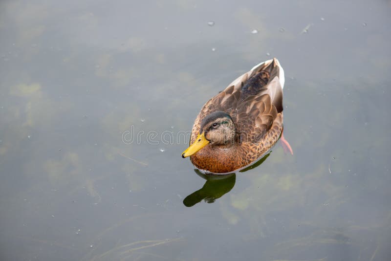 A lonely duck. stock image. Image of mallard, wildlife - 156694809