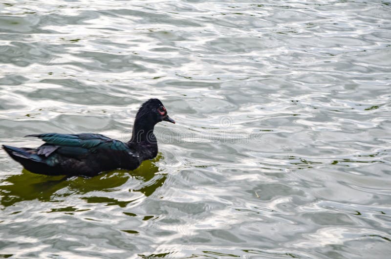 Duck Swimming Relaxing on the Lake Stock Photo - Image of animal, white ...