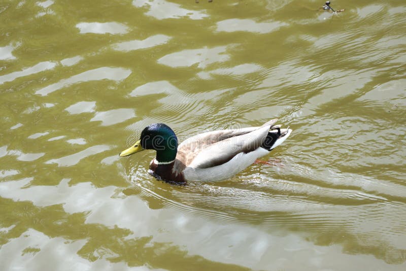 Duck is Swimming in a River and Doing the Wave Stock Photo - Image of ...