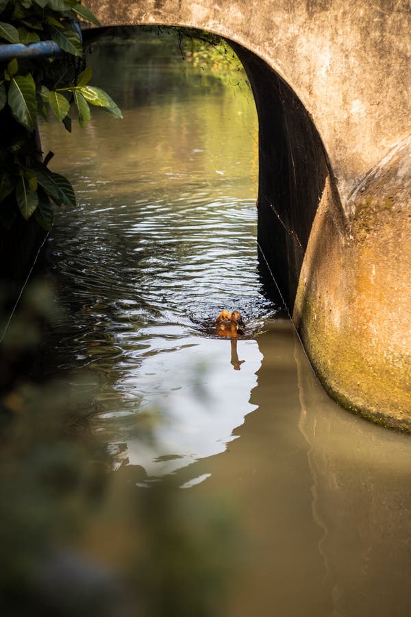 Duck Swimming in the River Near a Bridge Stock Photo - Image of frame ...
