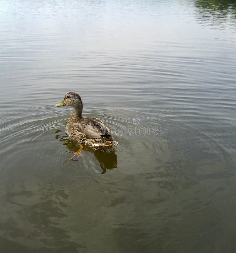 Duck Swimming on a River One Summer Day Stock Image - Image of ...
