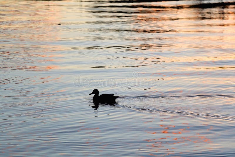Duck at Sunset stock photo. Image of landscape, mallard - 197623090
