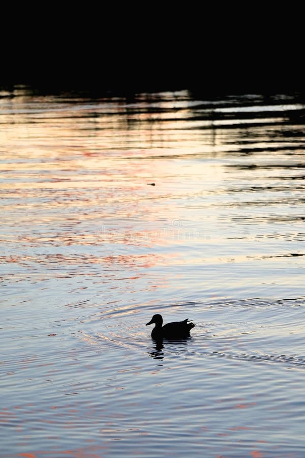 Duck at Sunset stock photo. Image of pastel, morning - 197623130