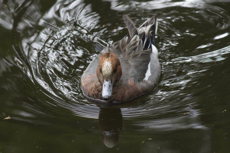Duck Swimming Shifting Water Stock Photo - Image of feathers, pond ...