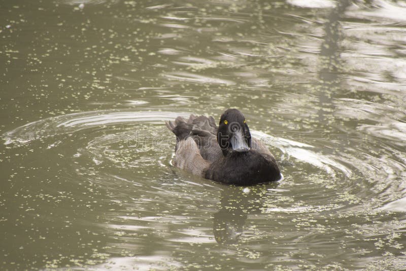 Duck swimming in a swamp stock photo. Image of swamp - 47203760