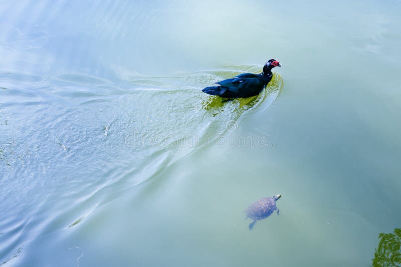 Duck and turtle stock photo. Image of landscapes, duck - 165236708