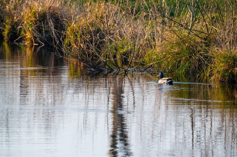 A Duck Swims Alone on a Small River between Fields in the Evening Stock ...