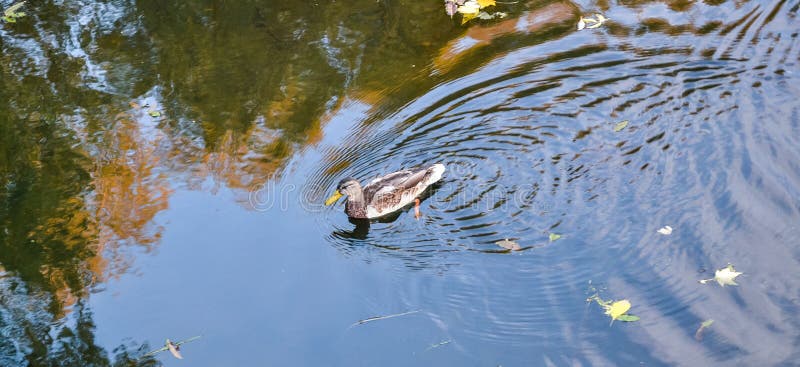 Duck swims on the lake stock image. Image of fish, mergansers - 128682793