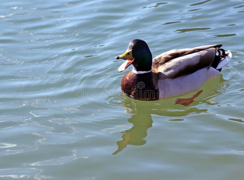 Duck that Swims in the Lake Water with Open Beak Stock Image - Image of ...