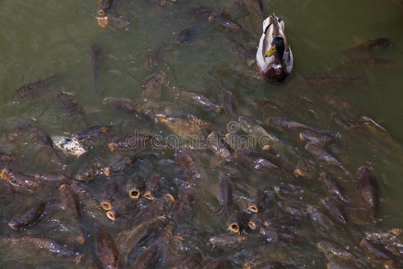150 Duck Fish Farming Stock Photos - Free & Royalty-Free Stock Photos ...
