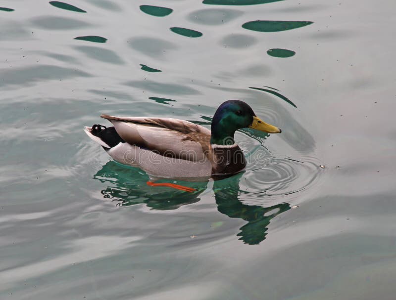 Duck that Swims in Pond Water Stock Image - Image of lake, pond: 45126343