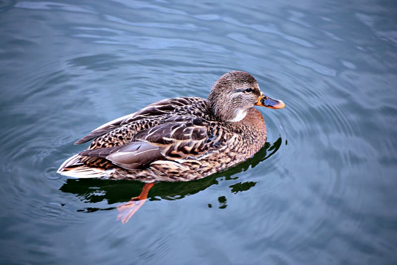 Duck swims on the waves stock image. Image of brown, feathers - 50175993