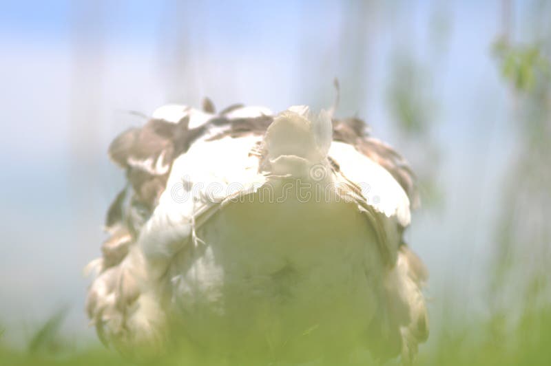 Duck tail stock image. Image of outside, back, bird - 127855231