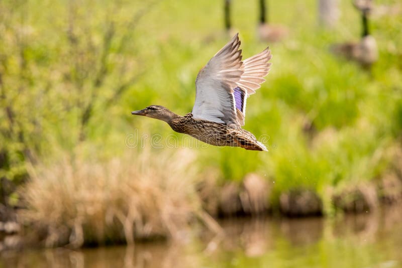 Duck taking off stock image. Image of wing, prairie - 266712211