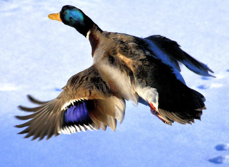 Duck Taking Off From Glinting Water Stock Image - Image of nottingham ...