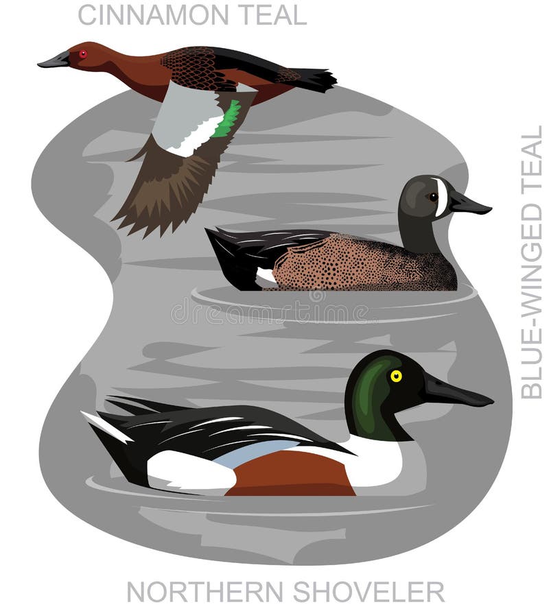 Duck Teal Shoveler Set Cartoon Vector Stock Vector - Illustration of ...