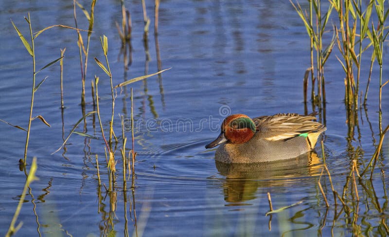 Duck teal on the water stock image. Image of lake, bird - 92555693
