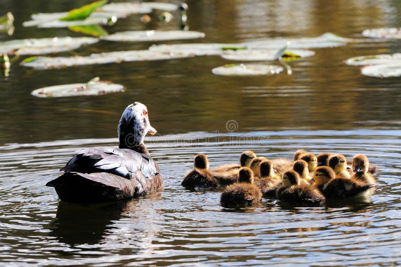 Duck with Thirteen Ducklings Stock Image - Image of baby, color: 29545225