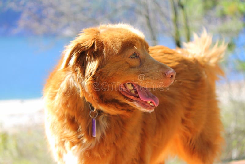 Duck Toller stock photo. Image of tongue, bestfriend - 69128750