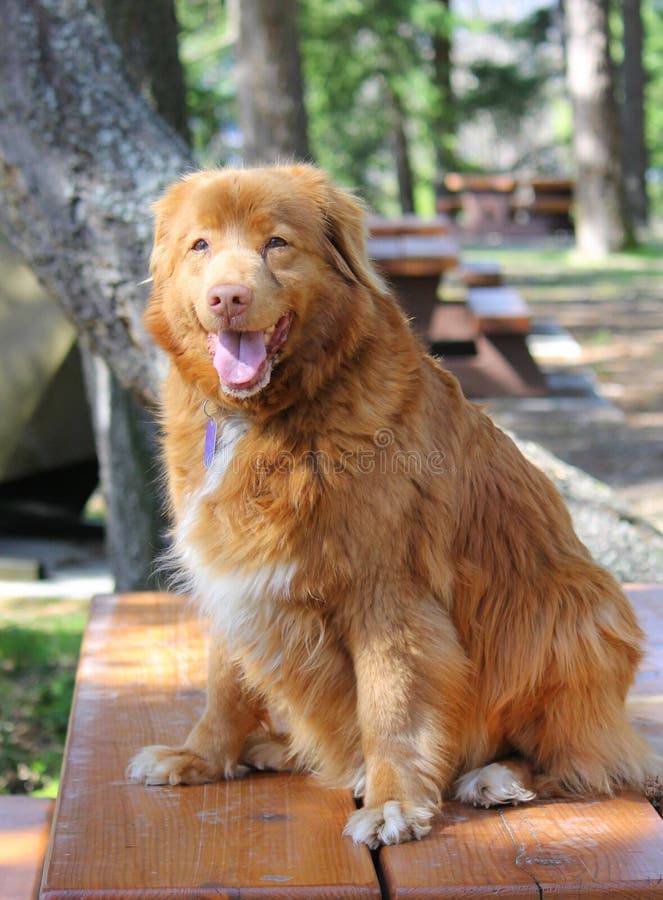 Duck Toller Dog with His Head Turned Stock Photo - Image of duck ...