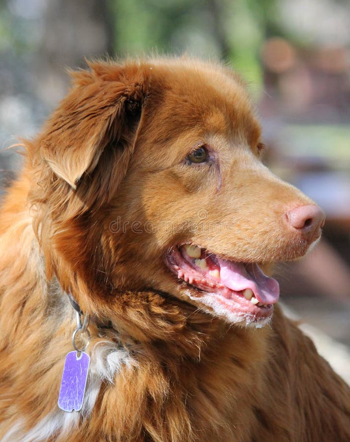 Duck Toller stock image. Image of hike, table, toller - 69128743