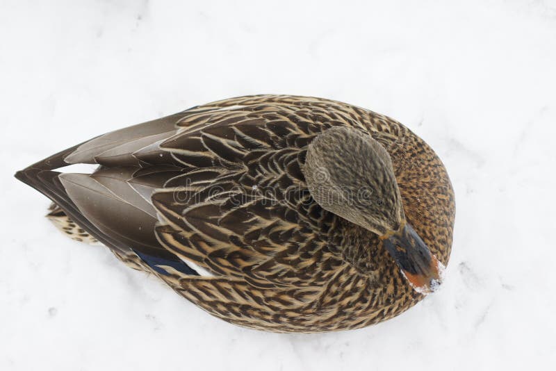 Duck Top View stock image. Image of outdoors, cold, looking - 43377595