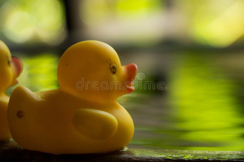 Duck toy on water stock image. Image of garden, play - 40768929