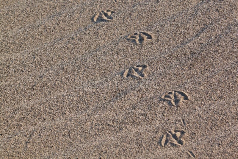 Duck trail stock photo. Image of summer, bird, trace - 25200210