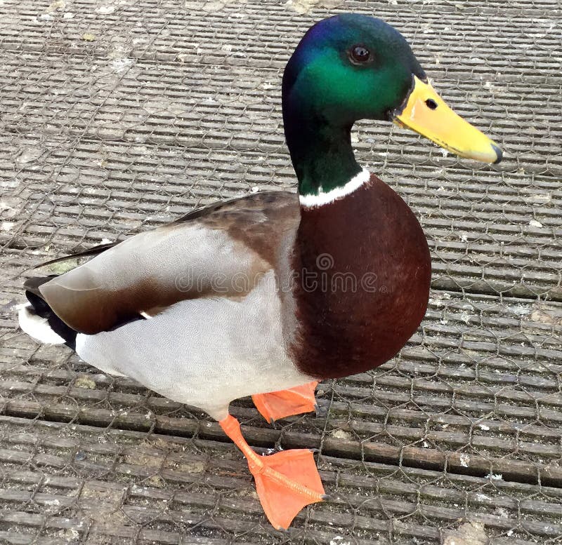 Duck at Truss S Island Staines Stock Photo - Image of surrey, river ...