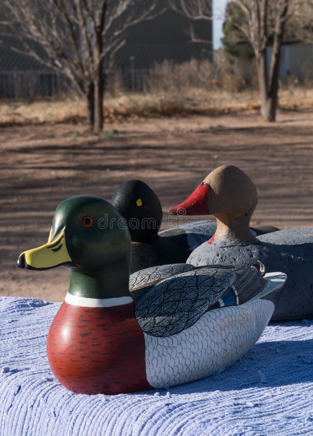 This Duck is Trying To Be Differant from the Crowd Stock Photo - Image ...