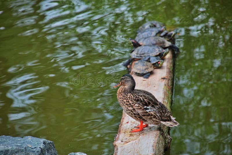 Duck and Turtles on a Tree Trunk Stock Image - Image of nature ...