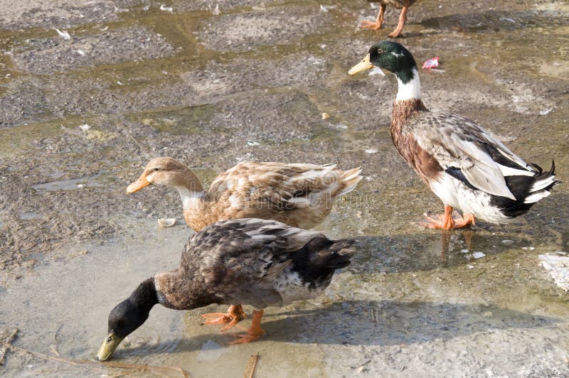 Duck Twenty Nine stock image. Image of beak, attractive - 89675771