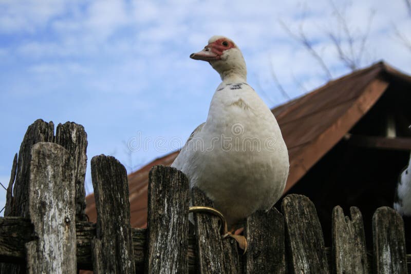 Duck up on fence stock photo. Image of blizzard, concrete - 111802332