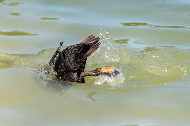 Duck Using Webbed Feet To Dive Below the Water Surface Stock Photo ...