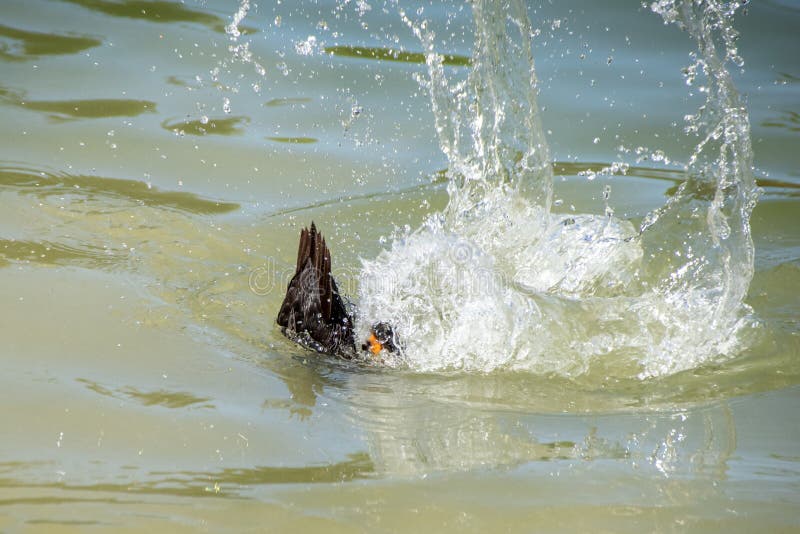 Duck Using Webbed Feet To Dive Below the Water Surface Stock Image ...
